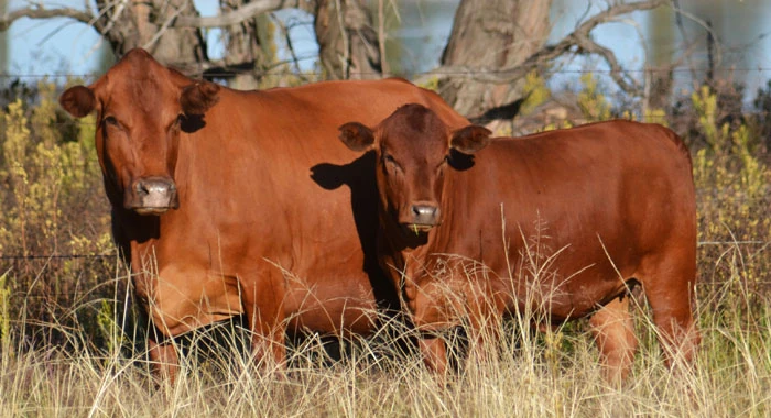 Rau Easy Farming | Cattle